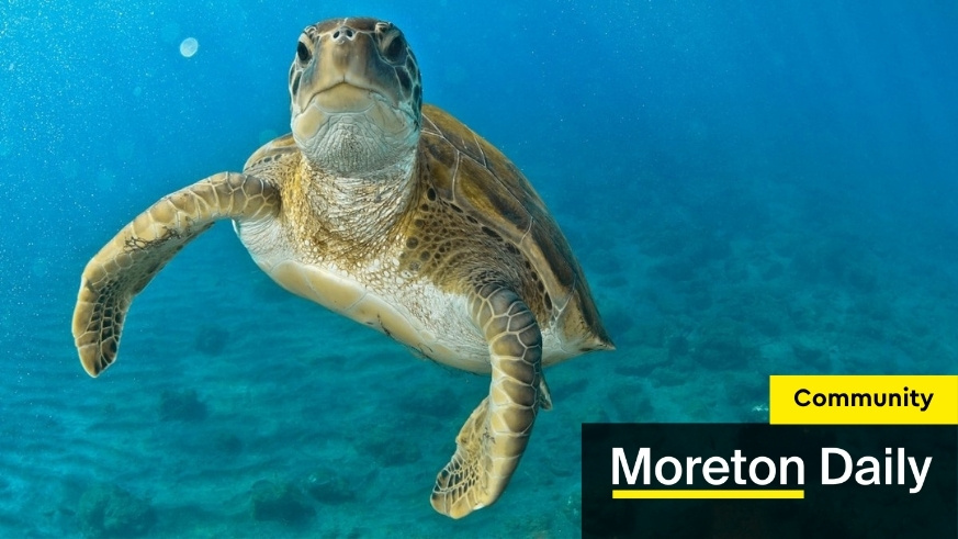 Movie joins turtle awareness expo