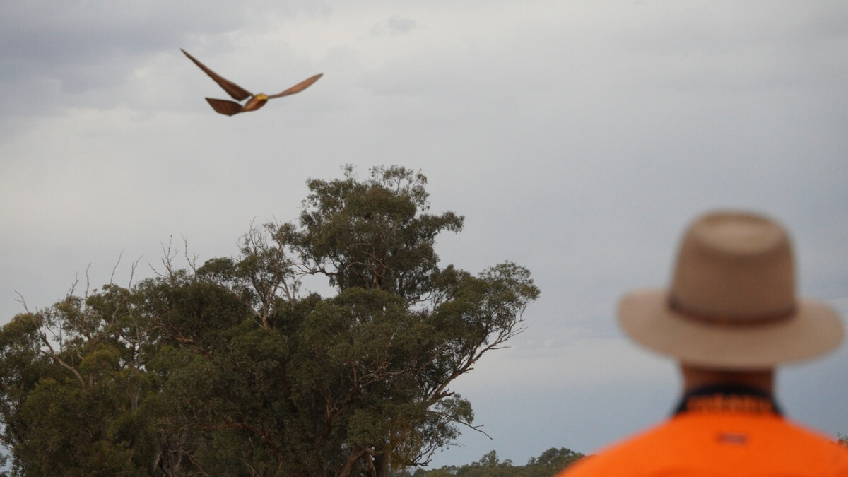 Robo bird takes to Moreton Bay skies