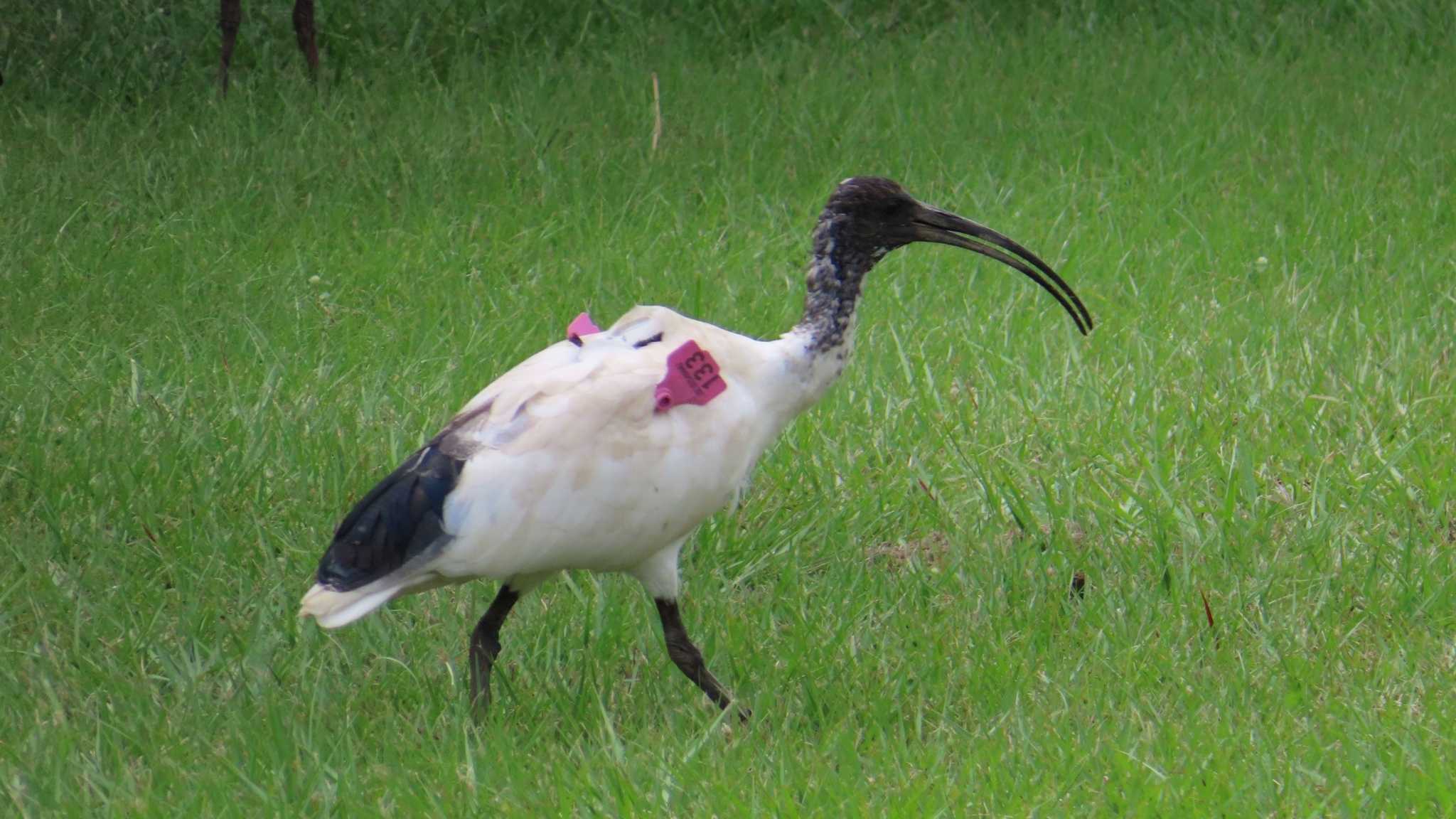 Wild journeys of Moreton Bay’s ibis