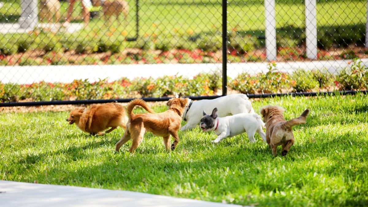 Backing for dog park and Central plan