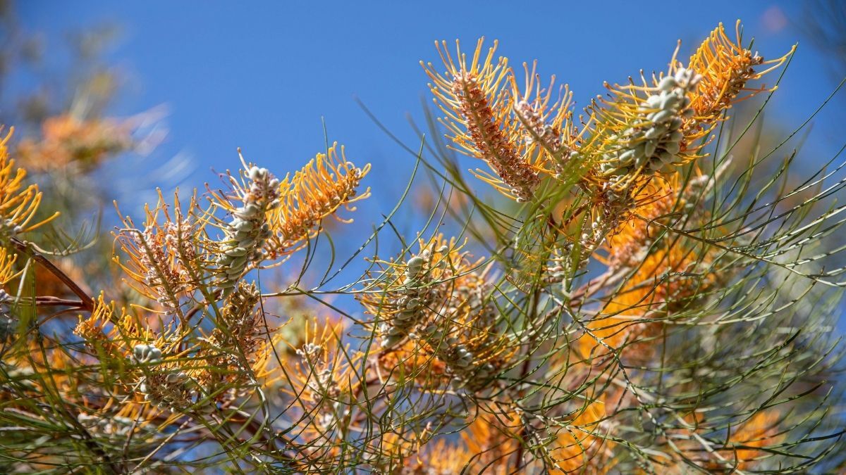 Free workshops for environment day