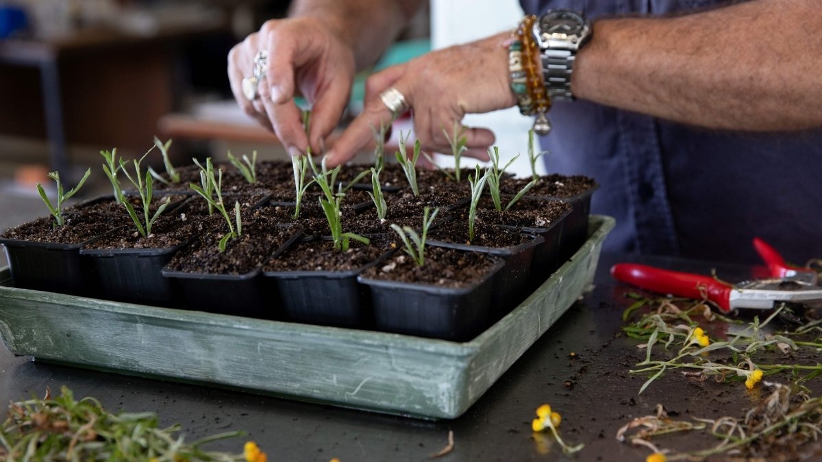 Free workshops for environment day