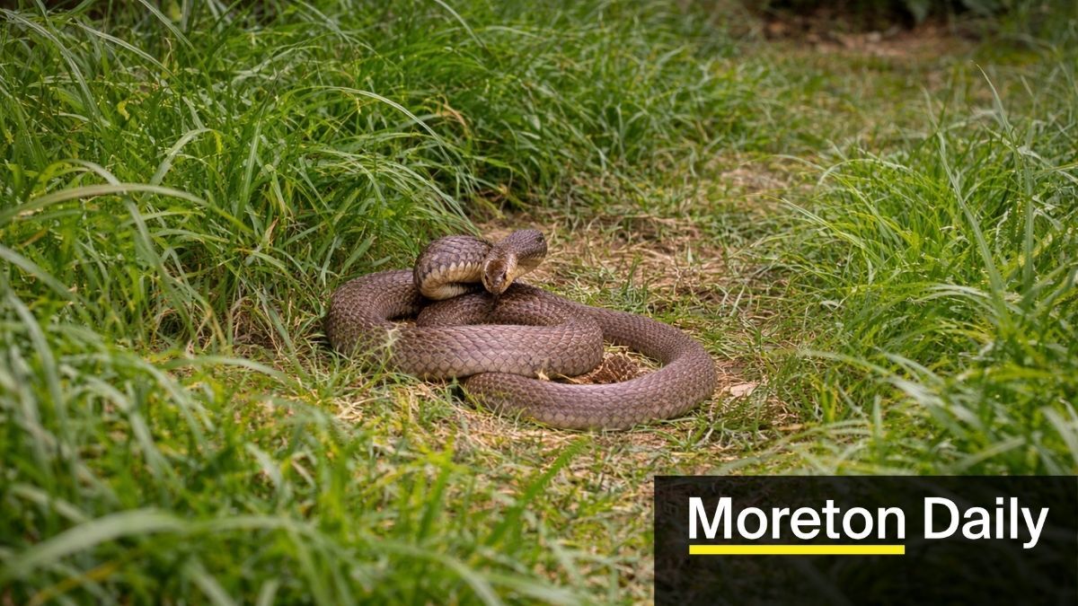 Moreton Bay residents urged to brush up on snake bite first aid