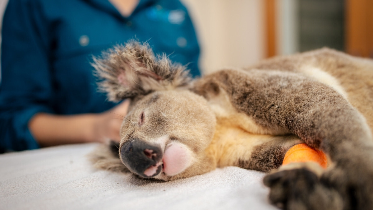 Vote now to support koala vaccine protecting Moreton Bay koalas