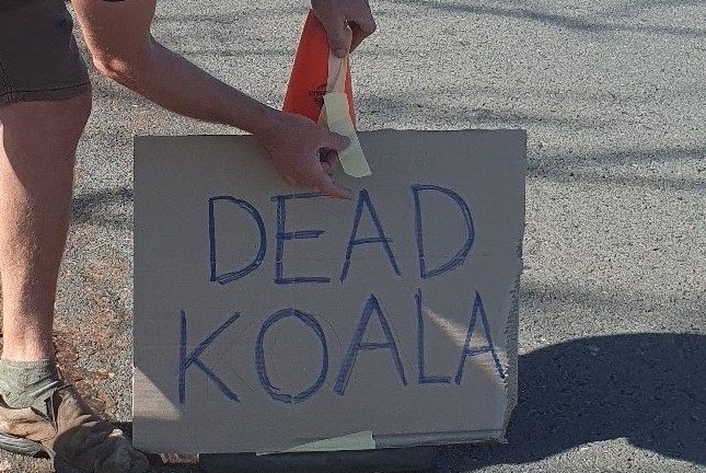 "Horrendous" koala death by overpass site