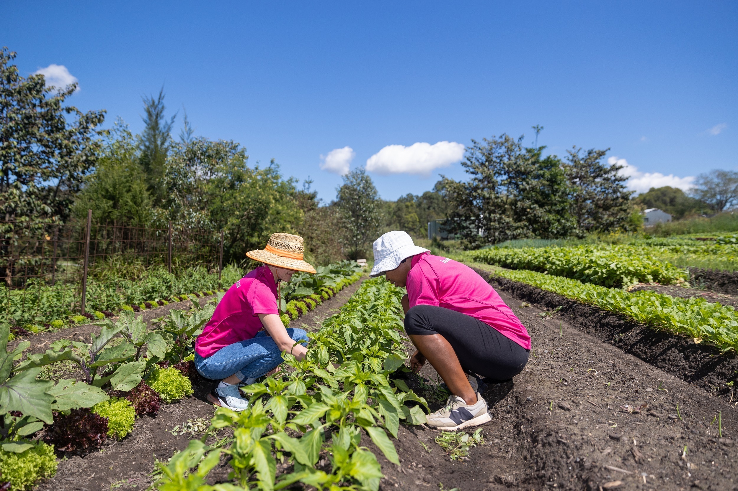 Mini farm to close - and reopen