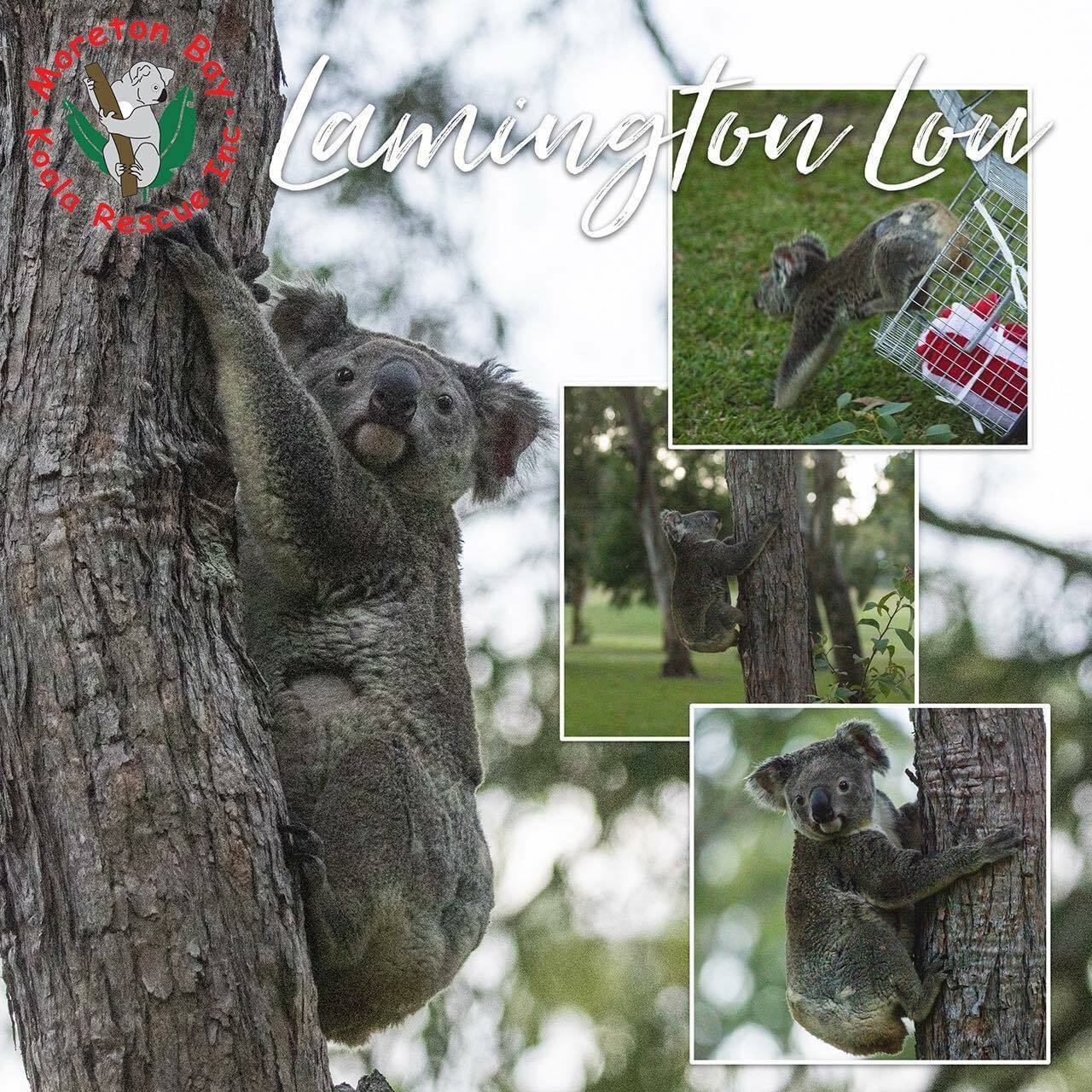Tragic outcome for 'malnourished' koala