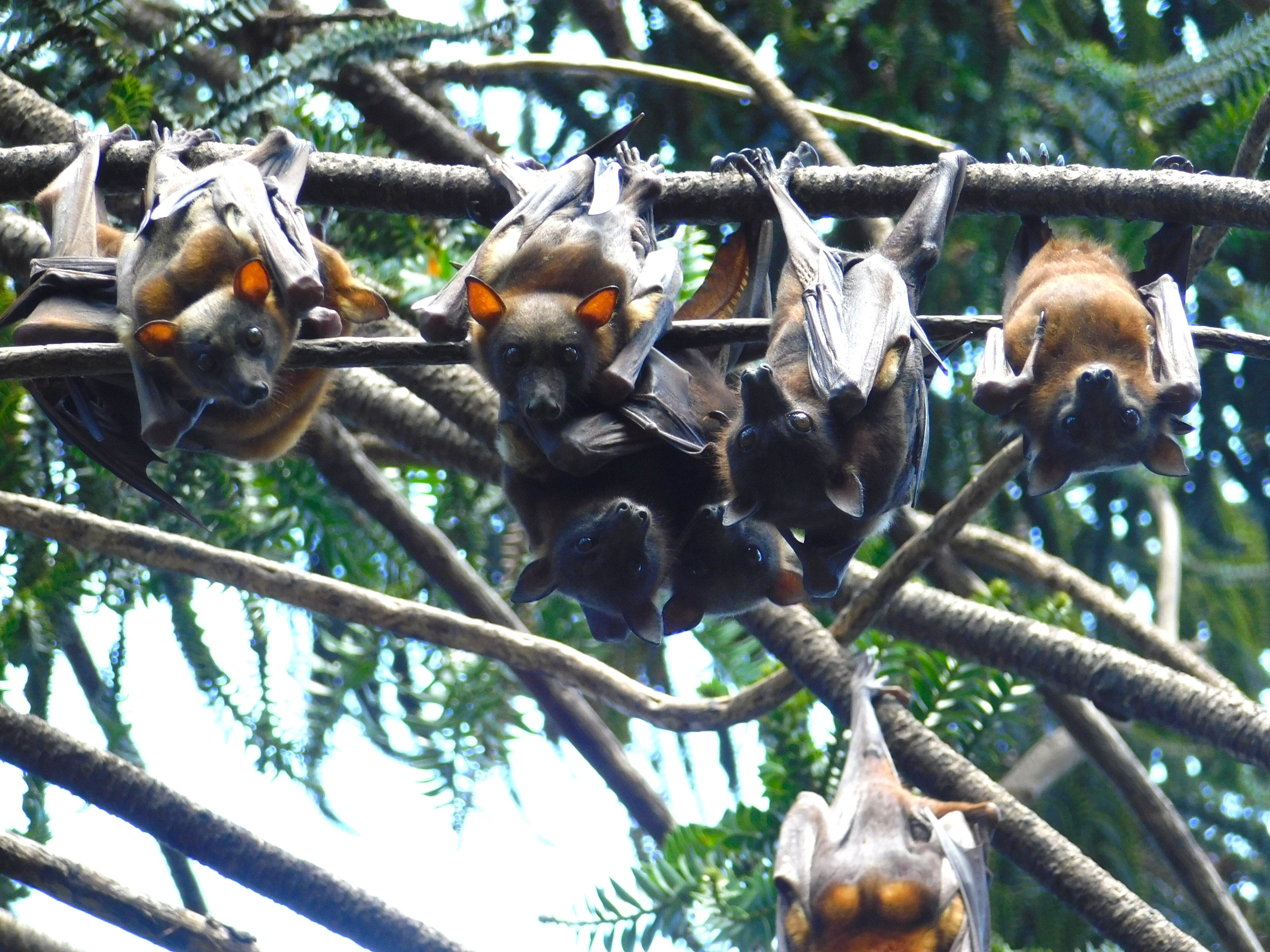 Sensors help flying foxes keep cool