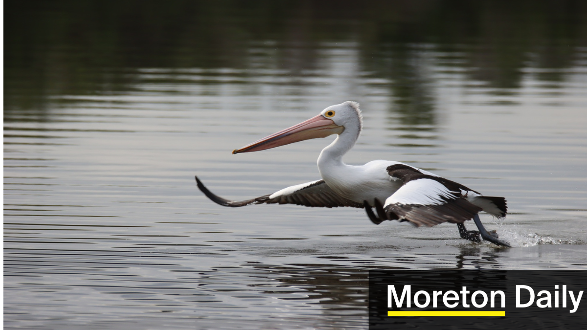Call to join Aussie Bird Count 2025
