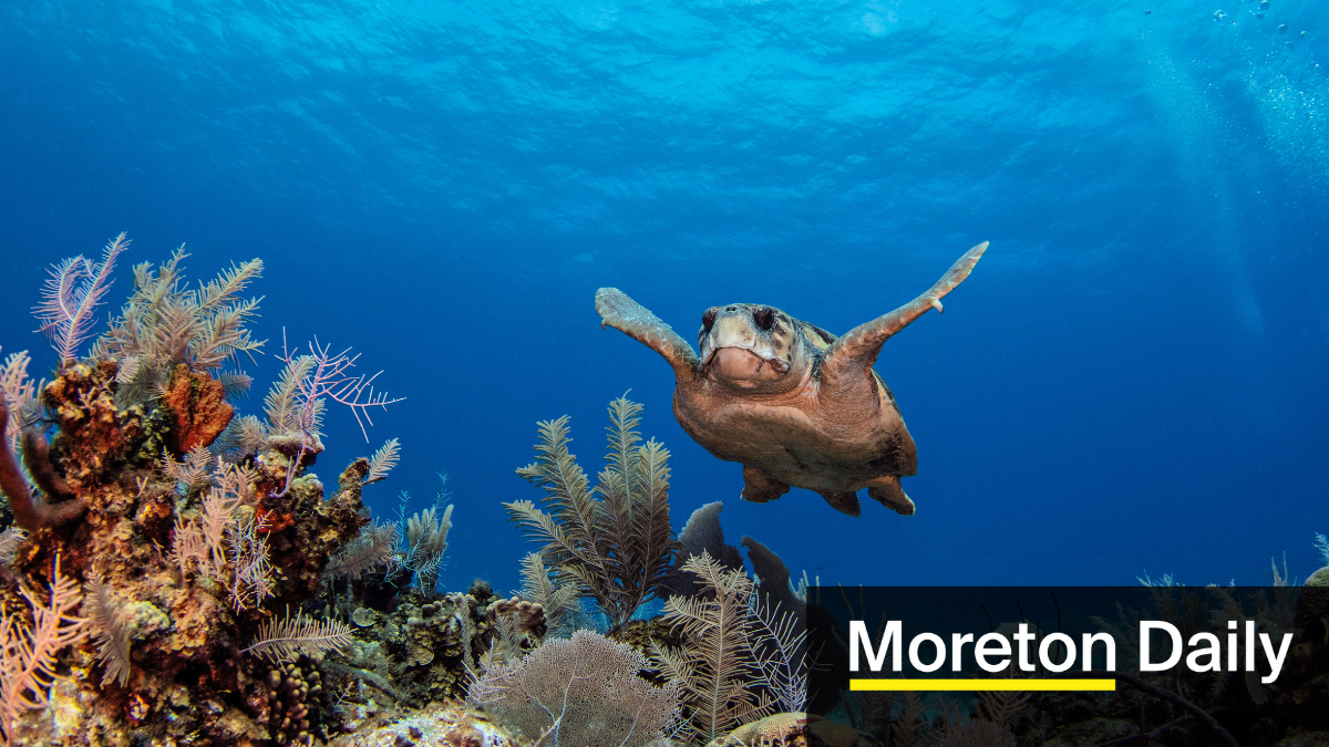 Redcliffe to host first turtle symposium