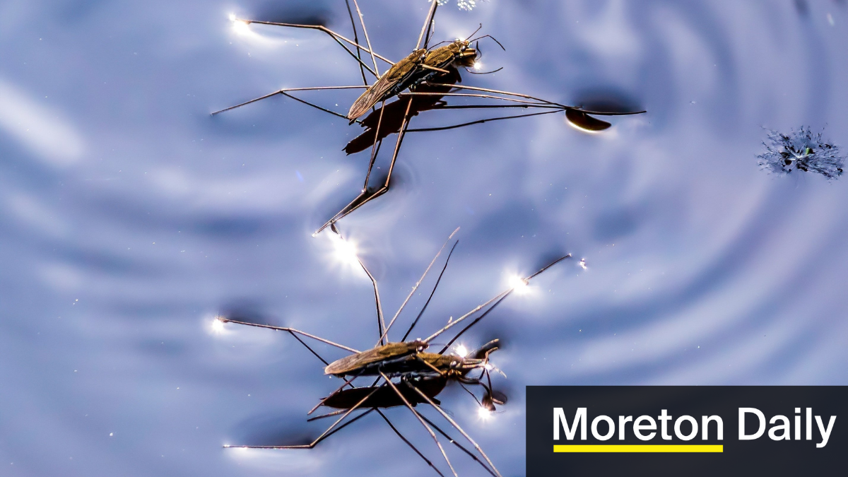 Learn about waterbugs at free forum