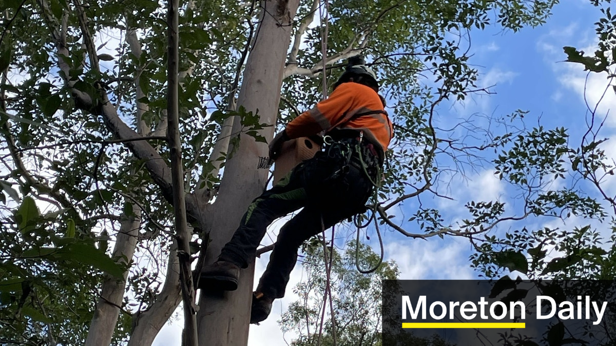 New nesting boxes for Pine Valley