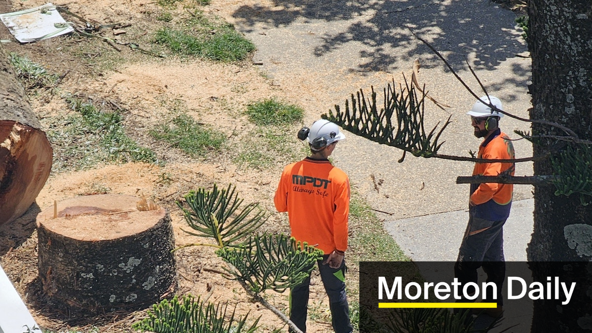 Poisoned tree cut down