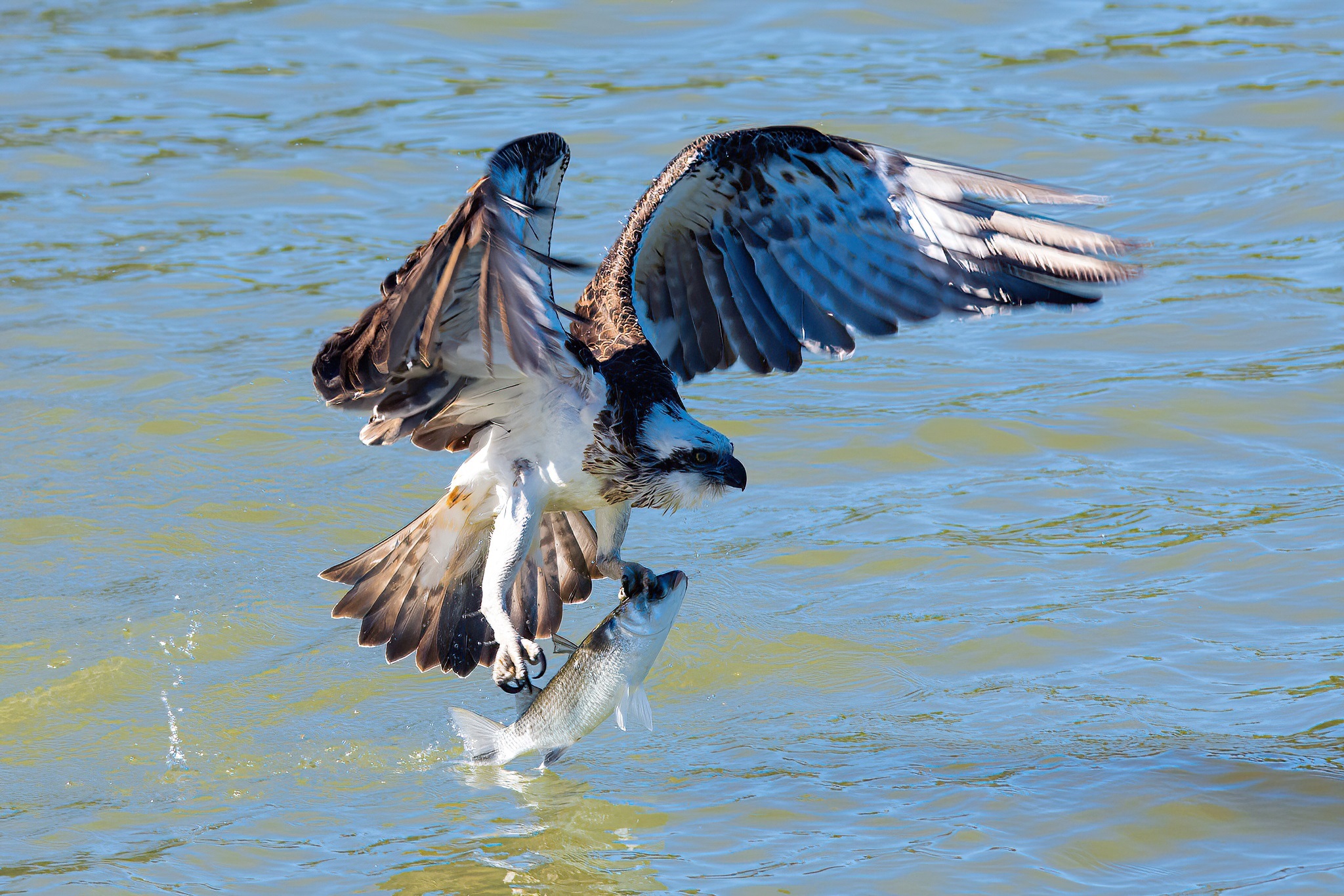Ospreys in Moreton Bay - where to find them