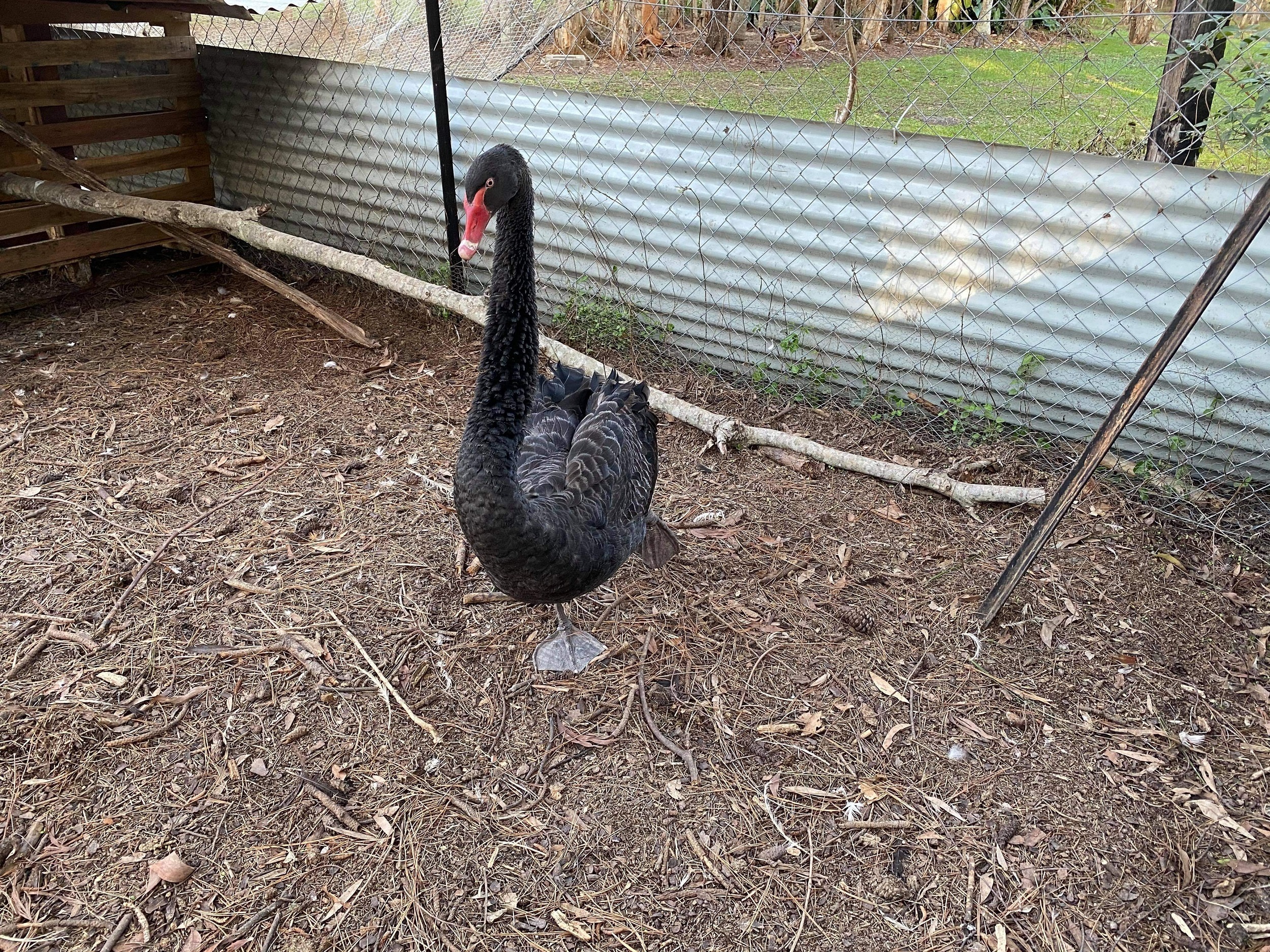 Swan returns to Lake Eden