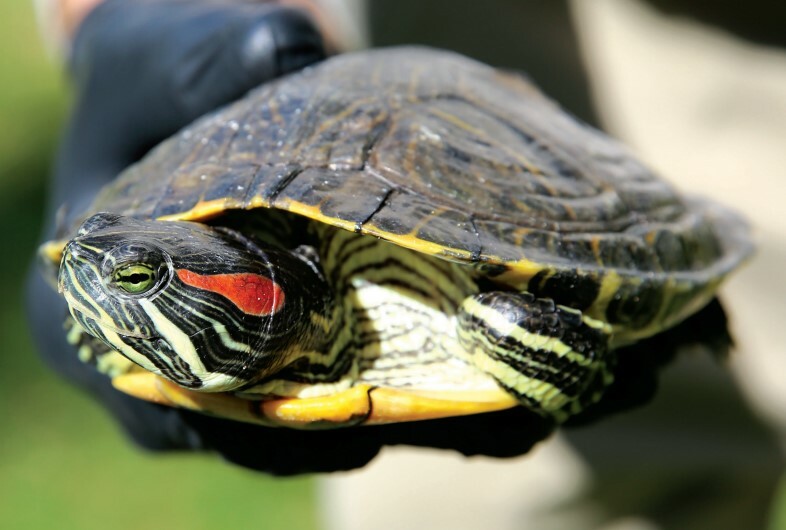 Trapping pest turtles