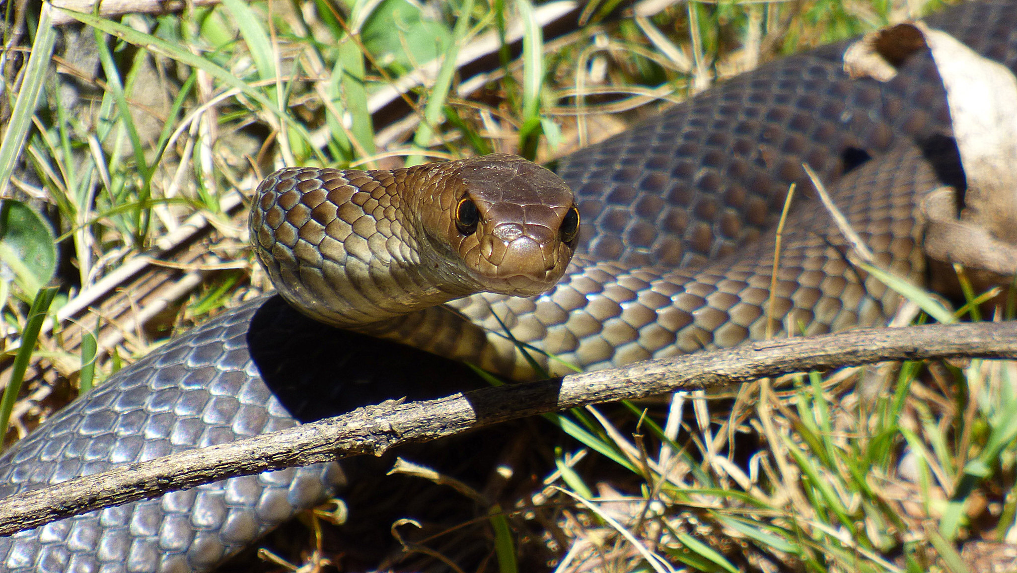 Redcliffe Tigers tackle snake on the field