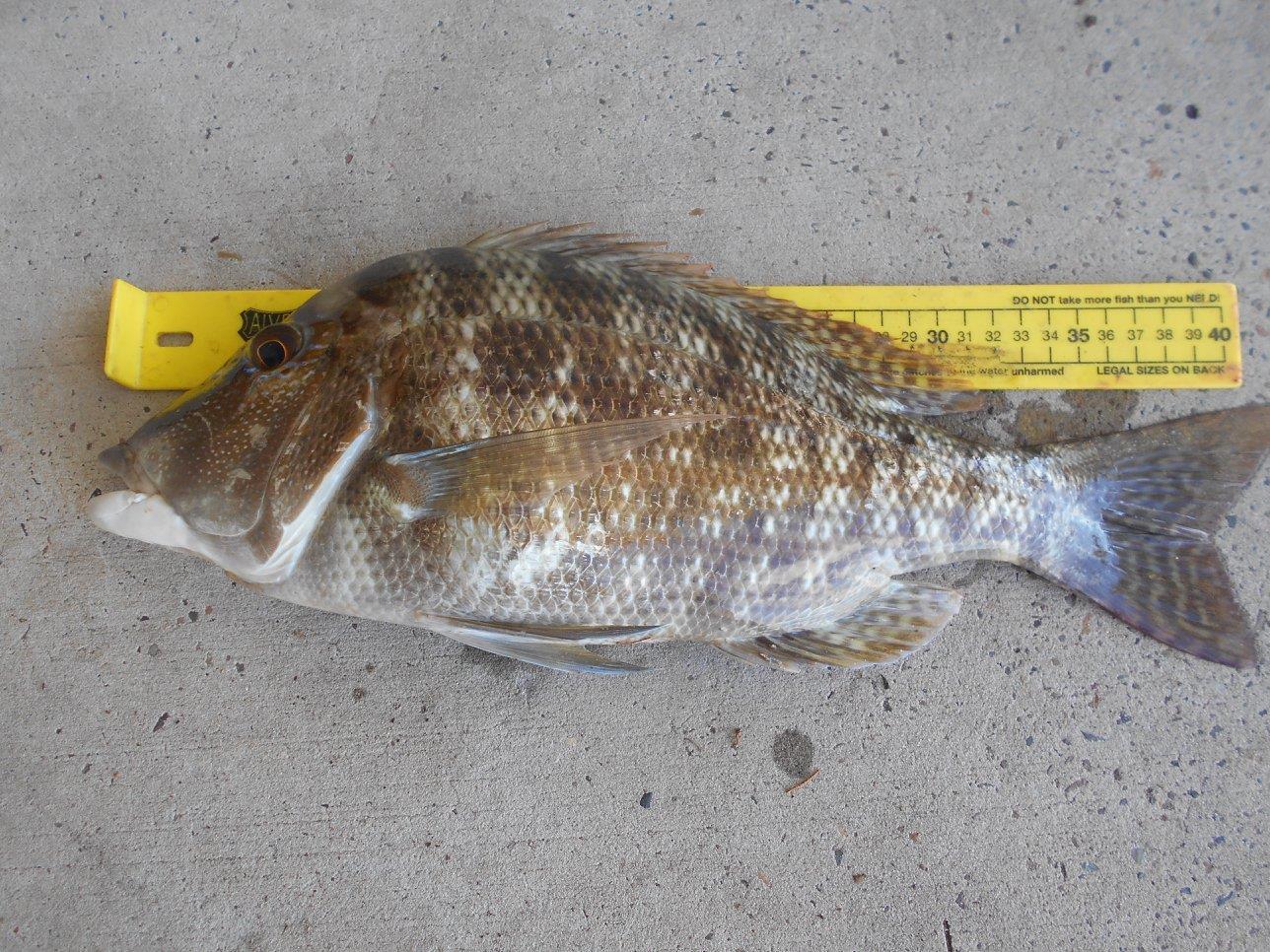 Ask Dr Dazza | Identifying the Grass Sweetlip fish