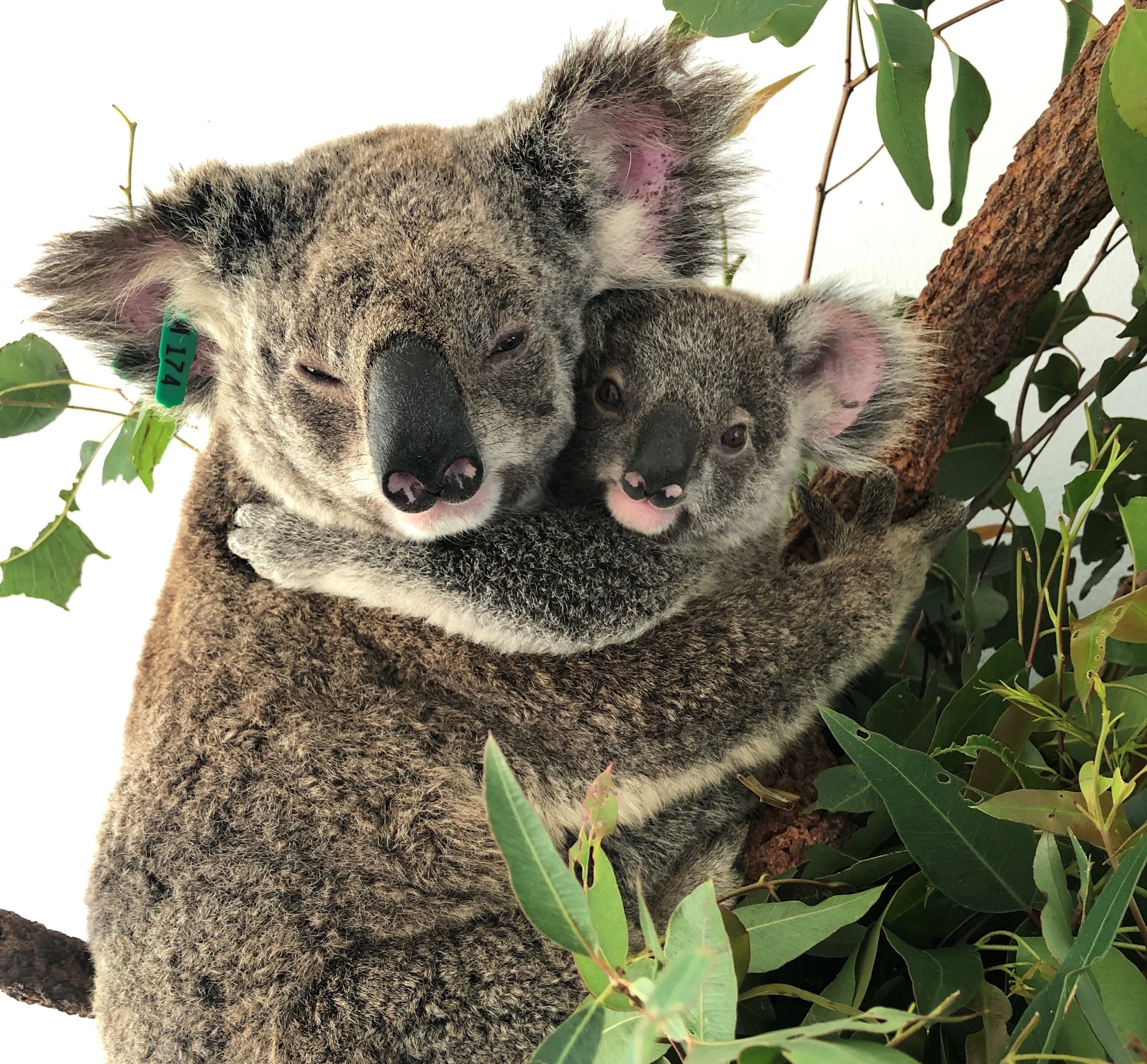 Pledge to help protect koalas