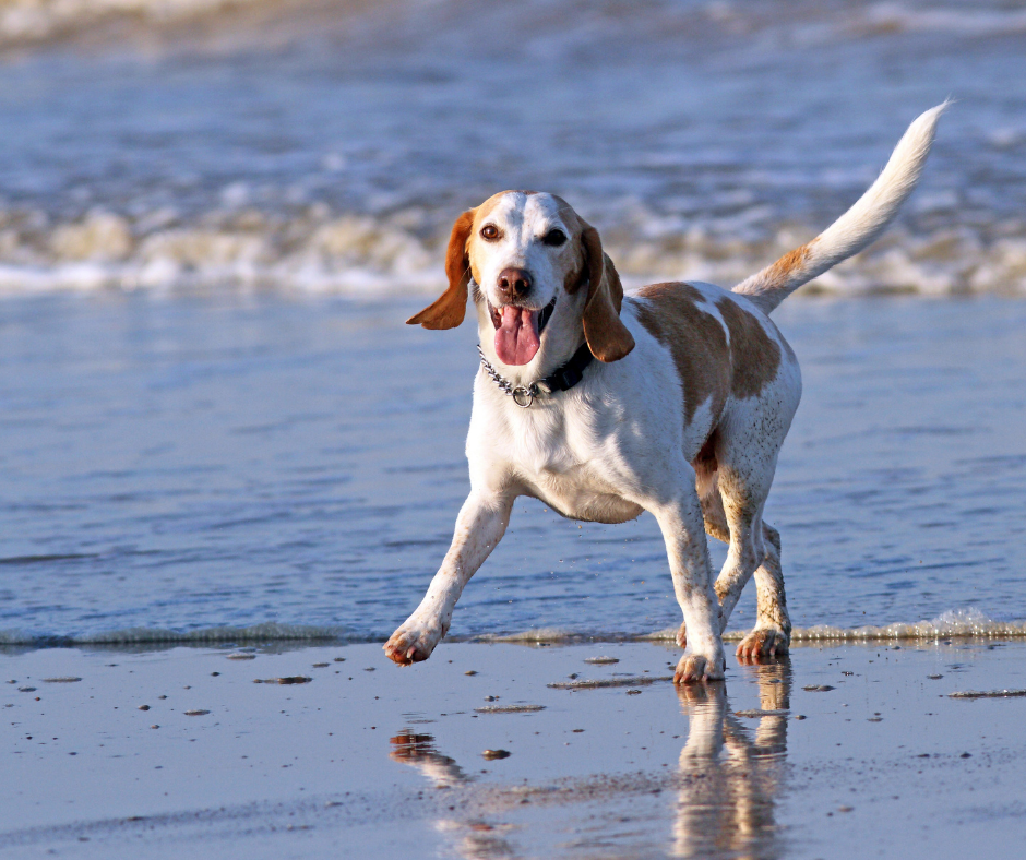 Why do dogs wag their tails?