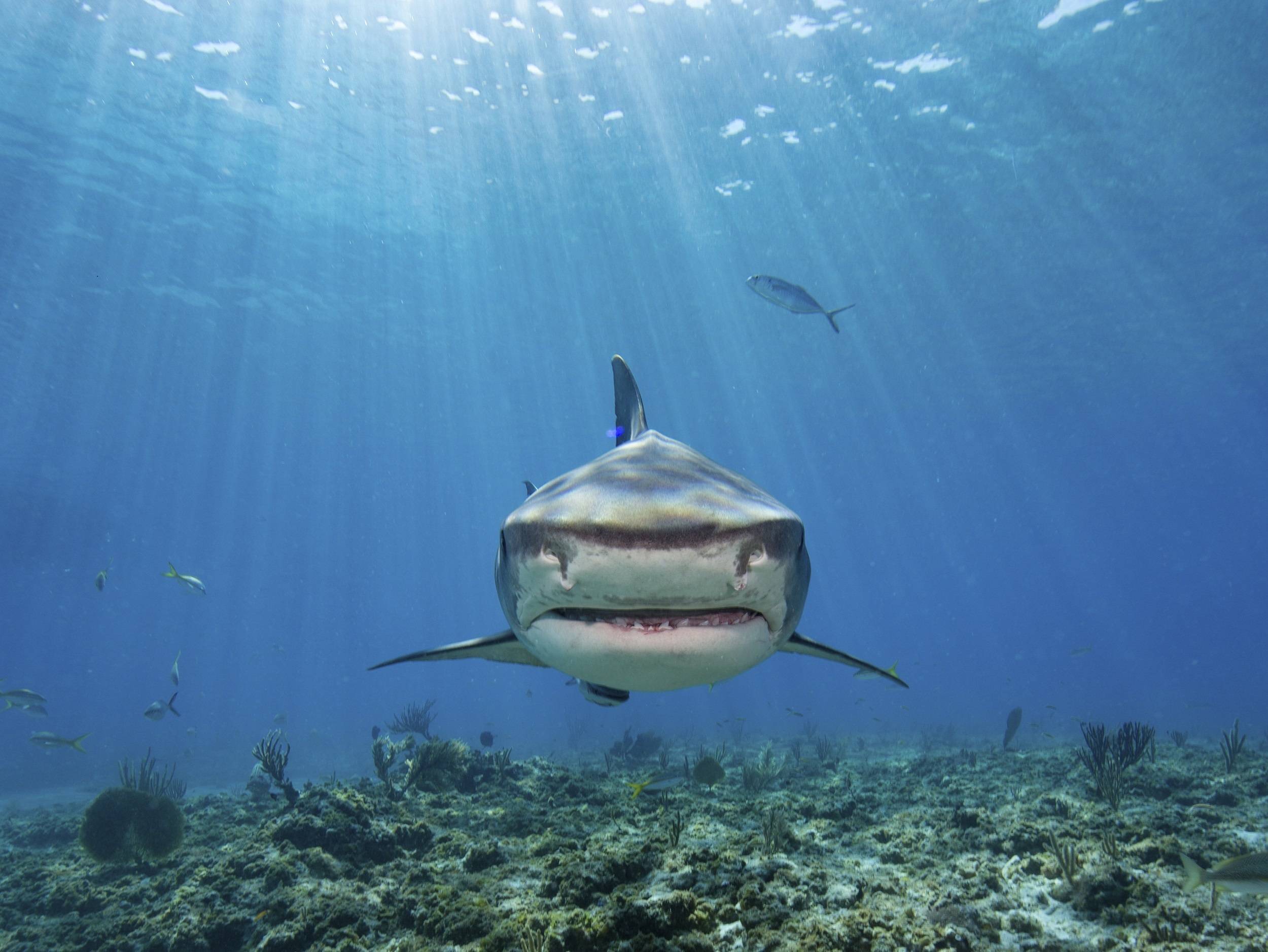 Ask Dr Dazza: Tiger sharks and the infamous ‘shark arm case’
