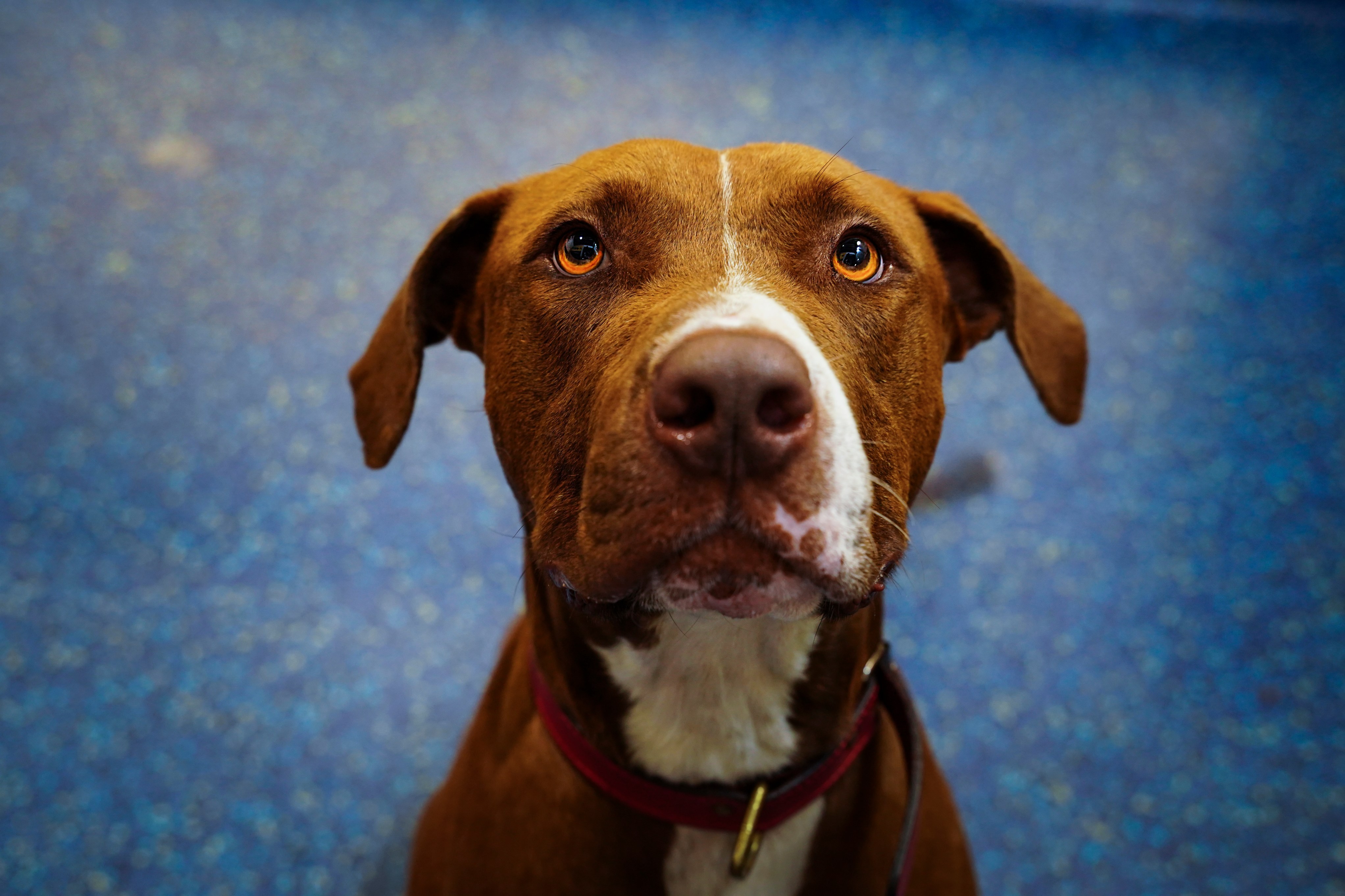 RSPCA's urgent plea as deadly parasite spreads